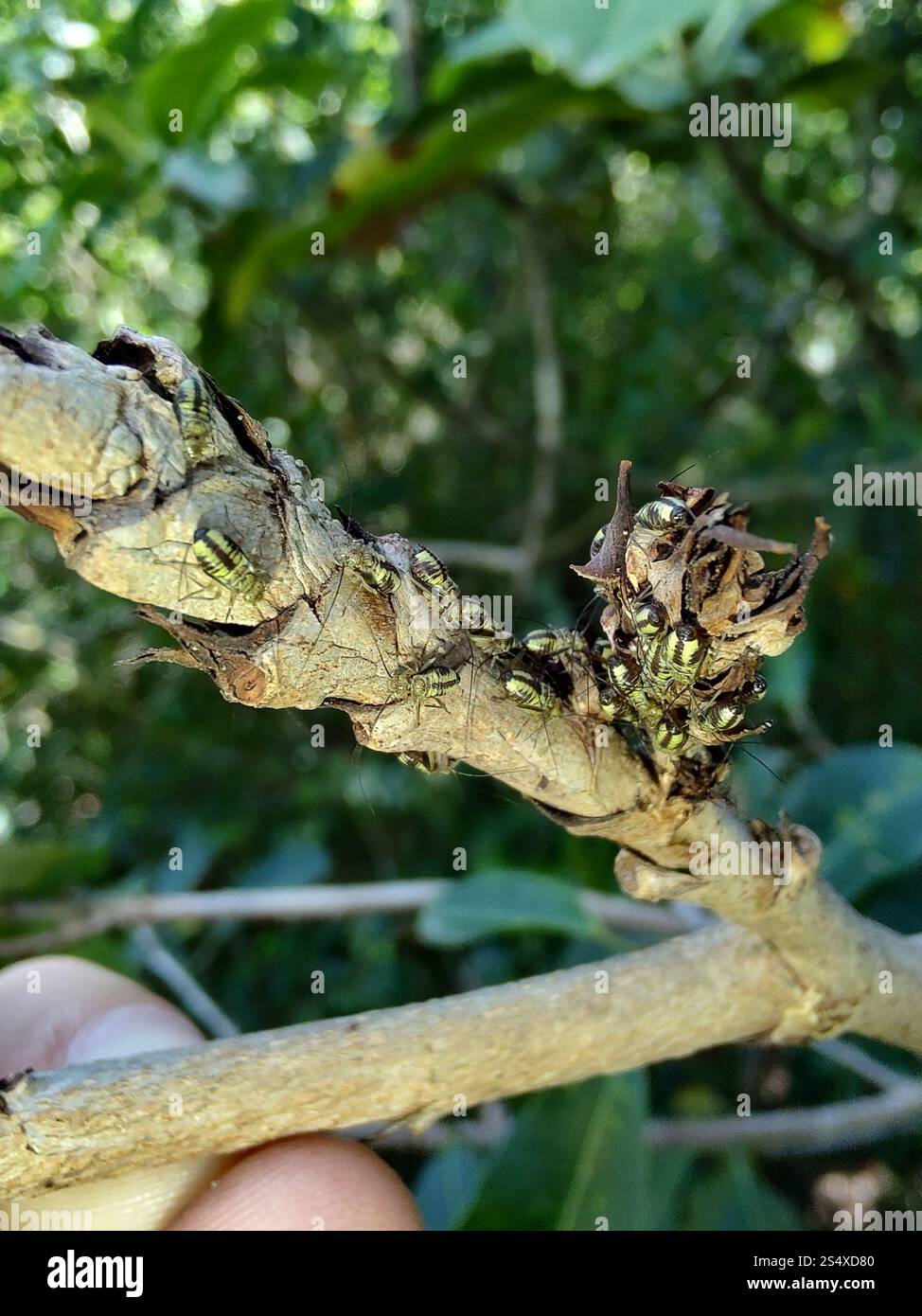 Barklice, Booklice, and Parasitic Lice (Psocodea Stock Photo - Alamy
