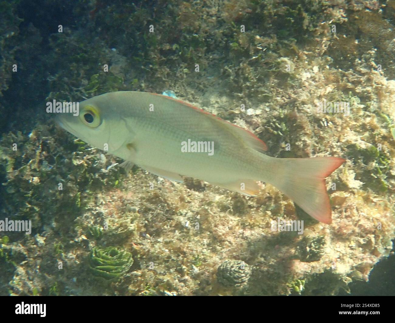 Mahogany Snapper (Lutjanus mahogoni Stock Photo - Alamy