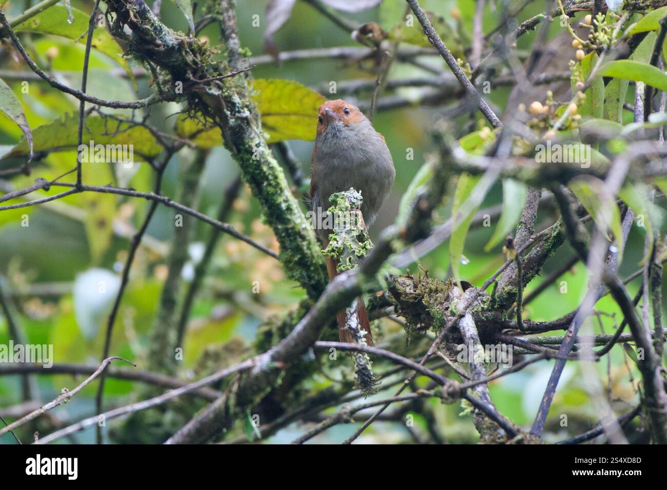 Red-faced Spinetail (Cranioleuca erythrops Stock Photo - Alamy