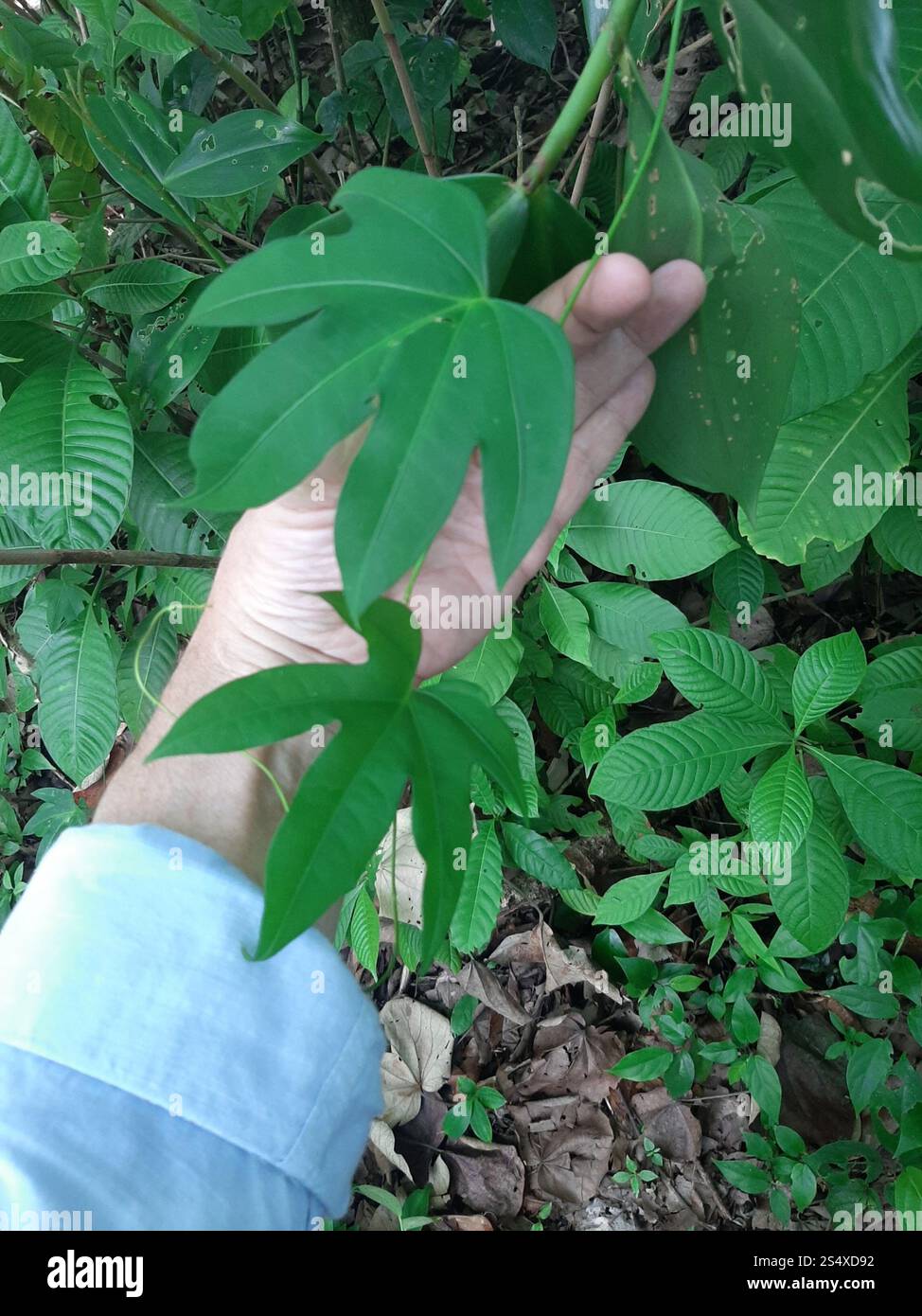 Jungle cucumber gurania makoyana hi-res stock photography and images ...