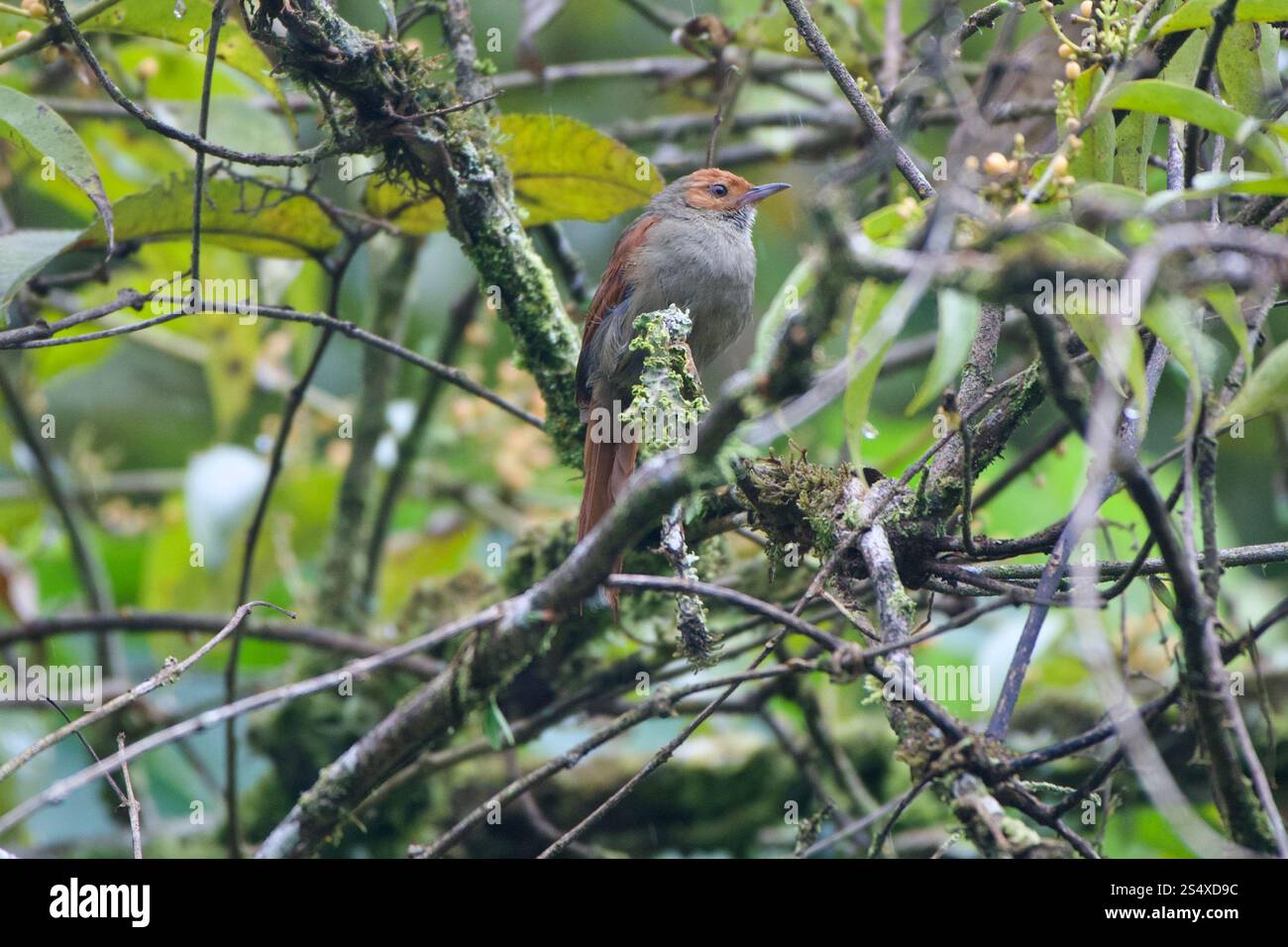 Red-faced Spinetail (Cranioleuca erythrops Stock Photo - Alamy