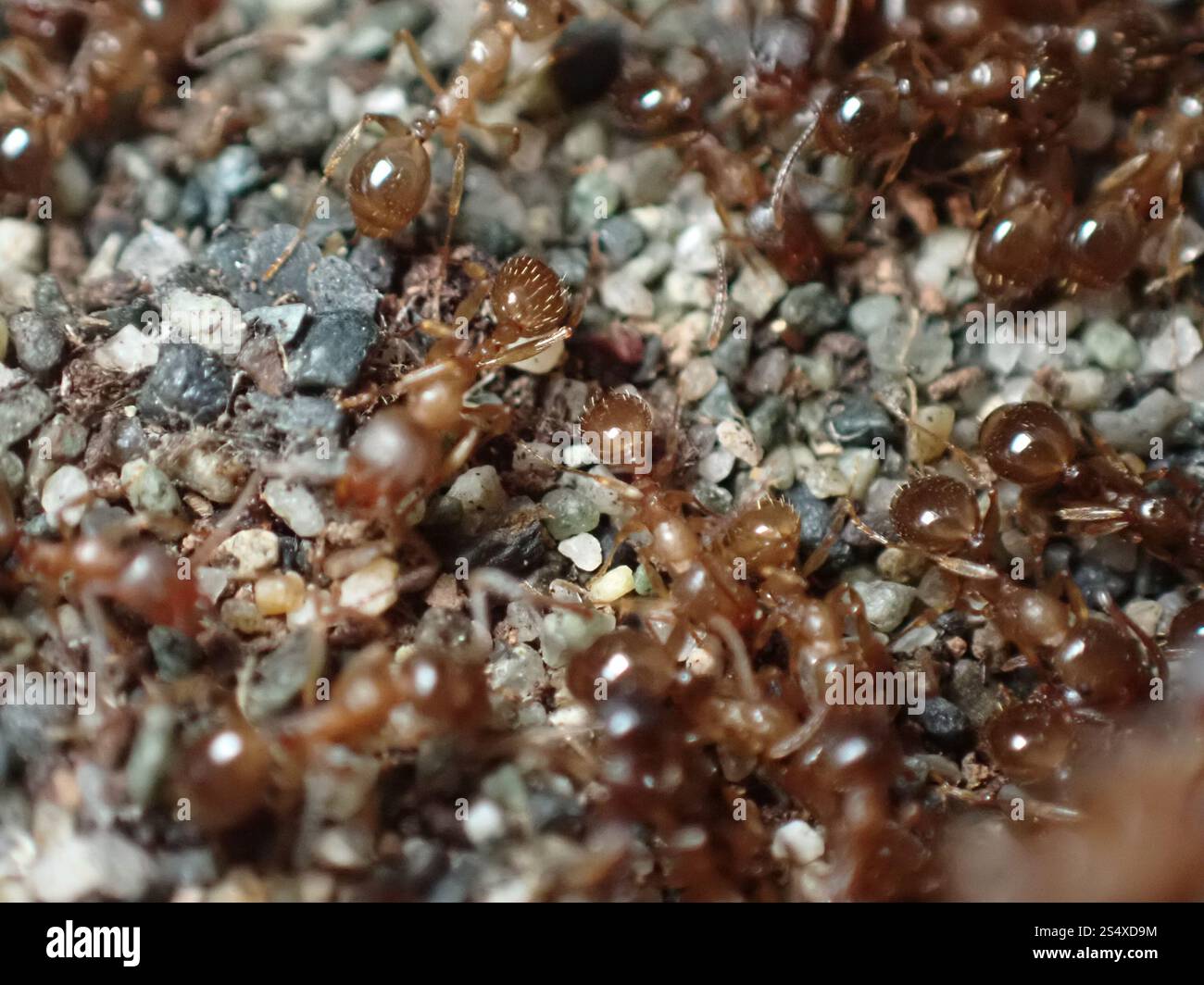 Western Collared Ant (Aphaenogaster occidentalis Stock Photo - Alamy