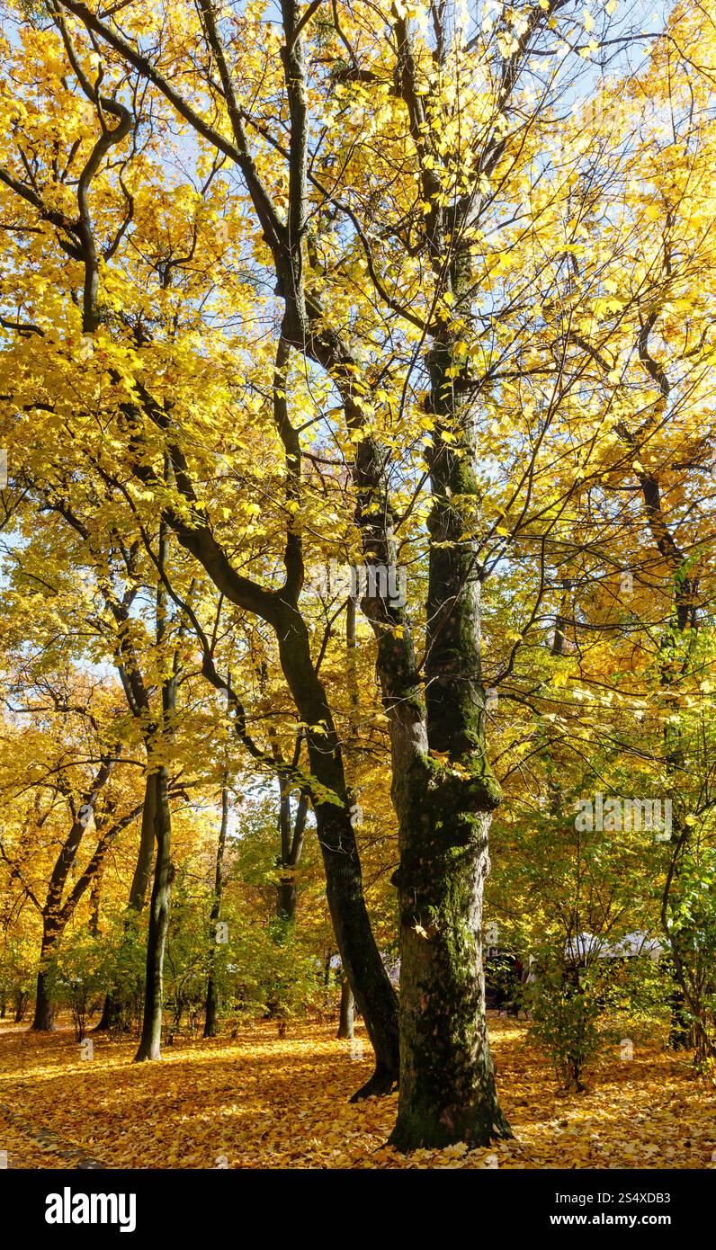 Golden maple tree leaves illuminated by sun in autumn city park Stock ...