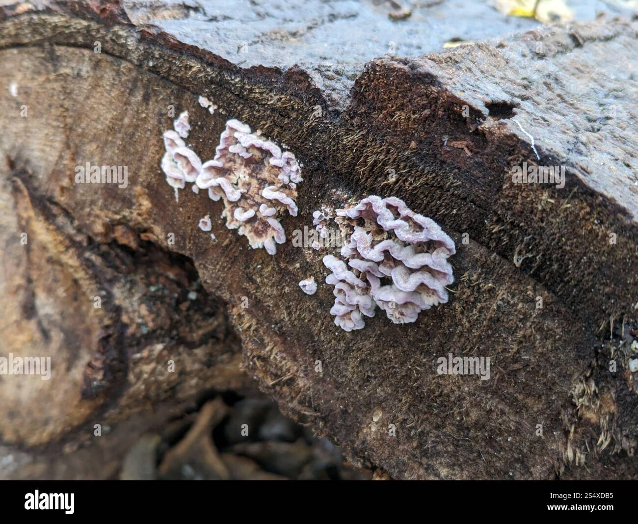 Silverleaf Fungus (Chondrostereum purpureum Stock Photo - Alamy
