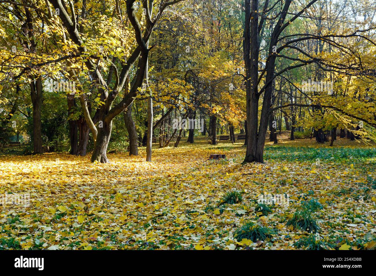 Yellow trees leaves autumn hi-res stock photography and images - Alamy