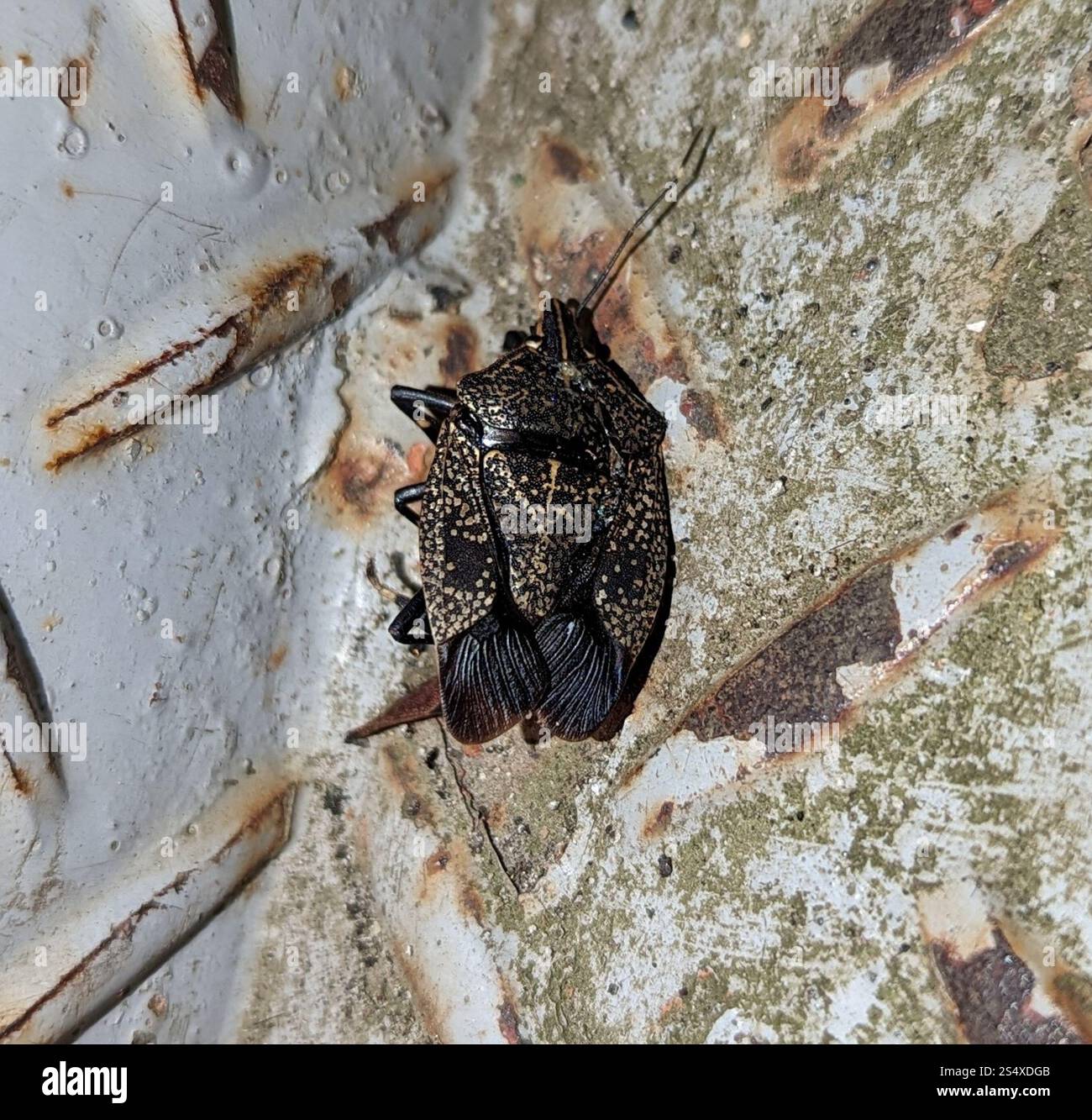 Yellow-spotted Stink Bug (Erthesina fullo Stock Photo - Alamy