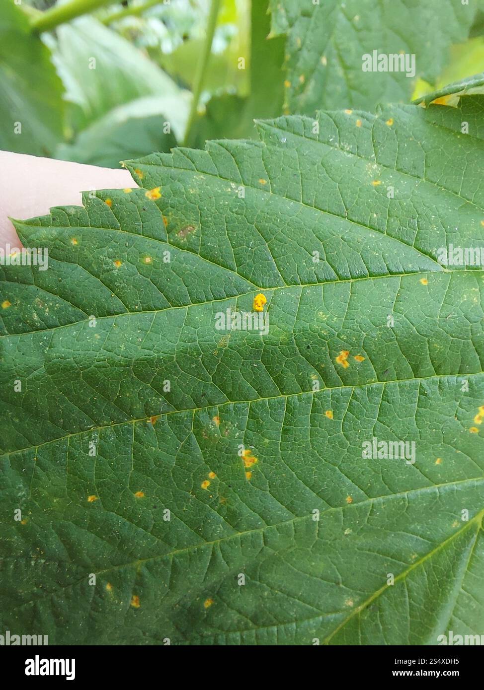 Red Raspberry Yellow Rust (Phragmidium rubi-idaei Stock Photo - Alamy