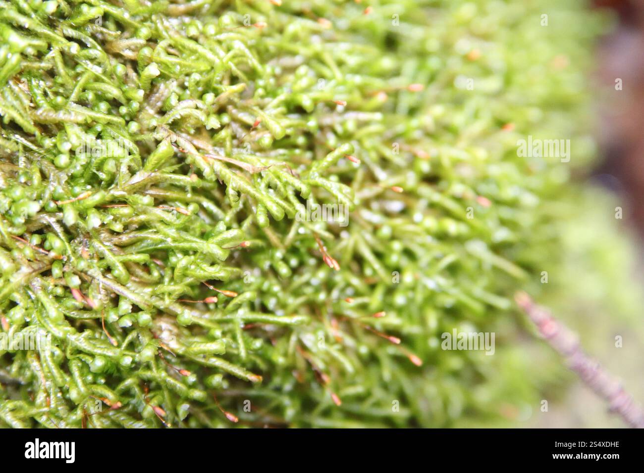 Lime Homalia Moss (Homalia trichomanoides Stock Photo - Alamy