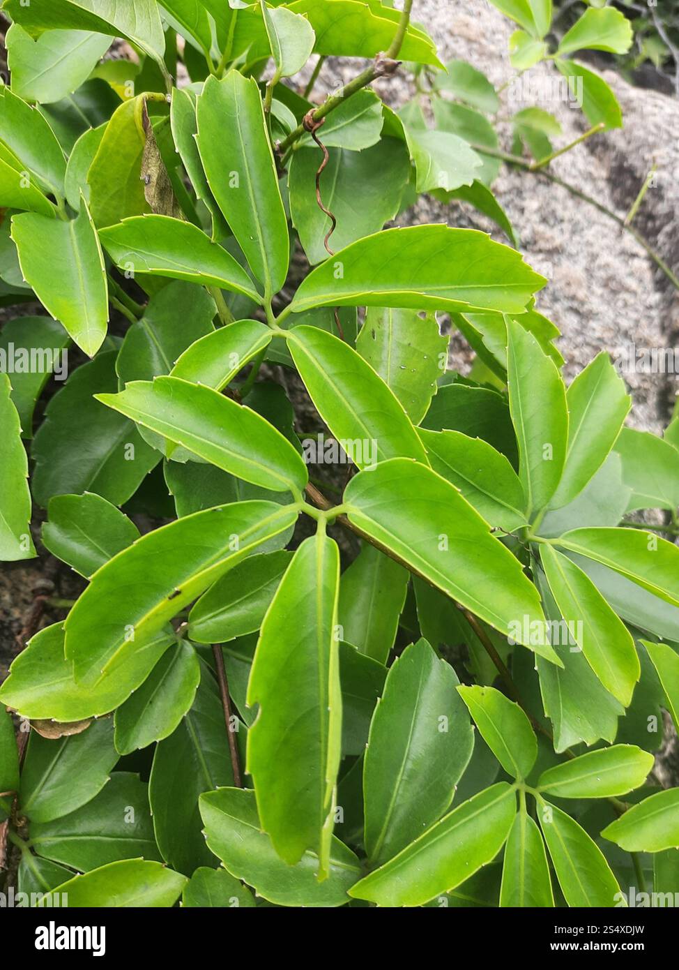 grape family (Vitaceae Stock Photo - Alamy