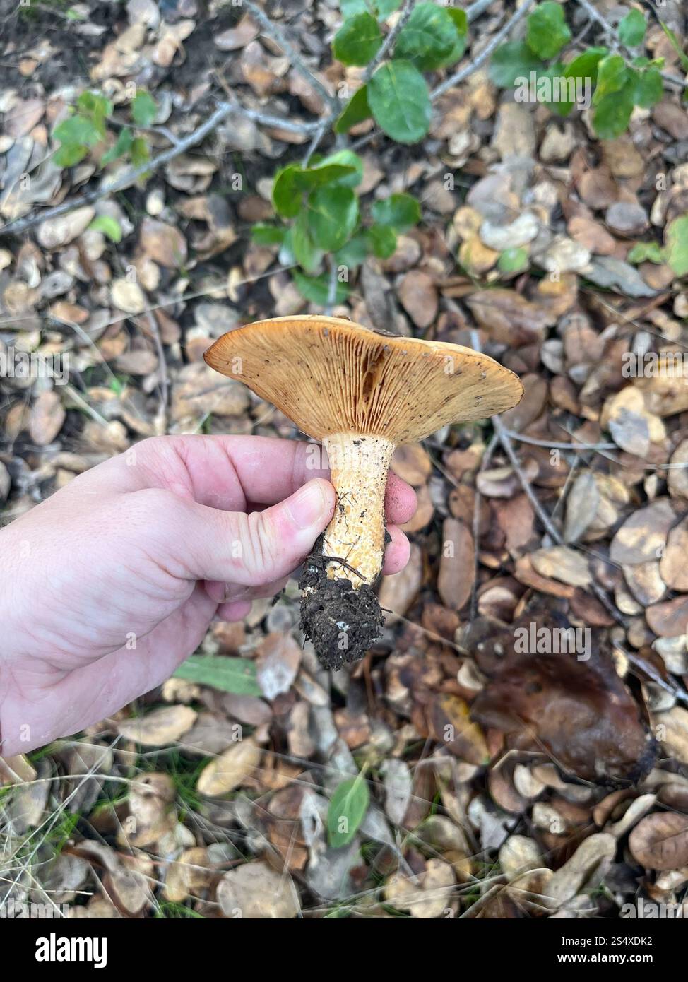 golden milkcap (Lactarius alnicola Stock Photo - Alamy
