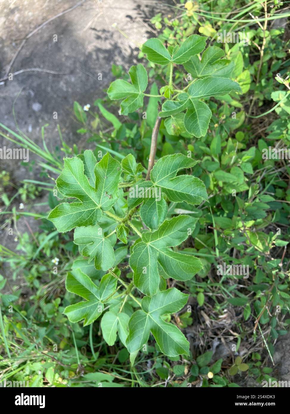 Bellyache Bush (Jatropha gossypiifolia Stock Photo - Alamy