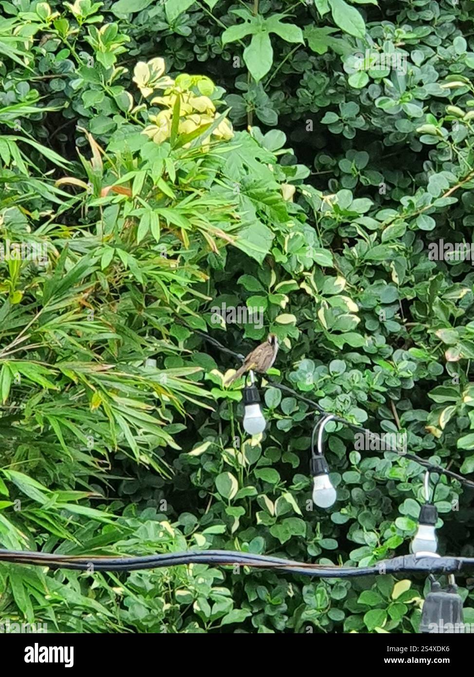 Yellow-vented Bulbul (Pycnonotus goiavier Stock Photo - Alamy