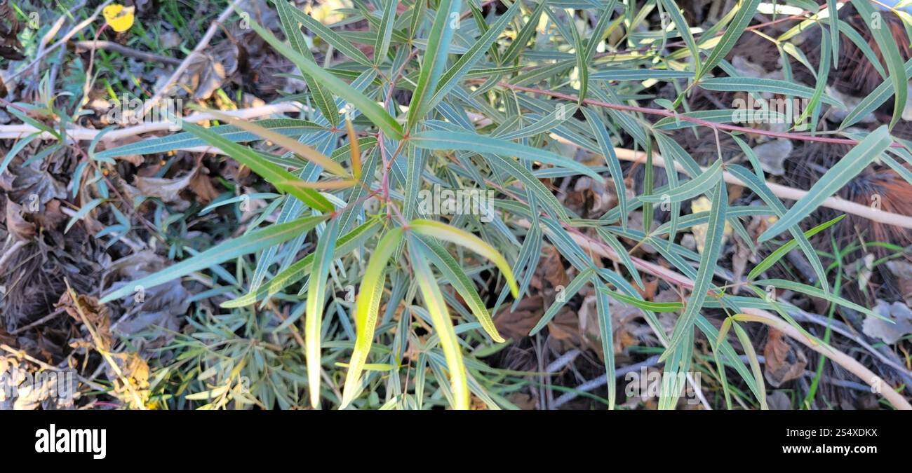 african sumac (Searsia lancea Stock Photo - Alamy