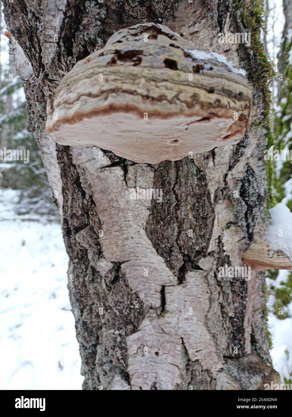 Hoof Fungus (Fomes fomentarius Stock Photo - Alamy