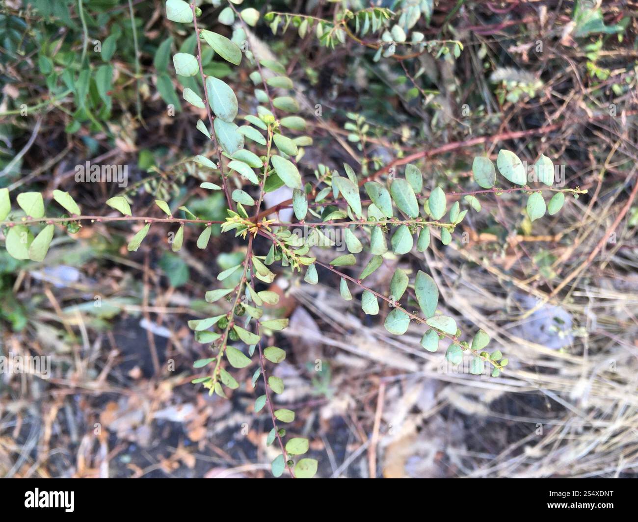 Mascarene Island leaf-flower (Phyllanthus tenellus Stock Photo - Alamy
