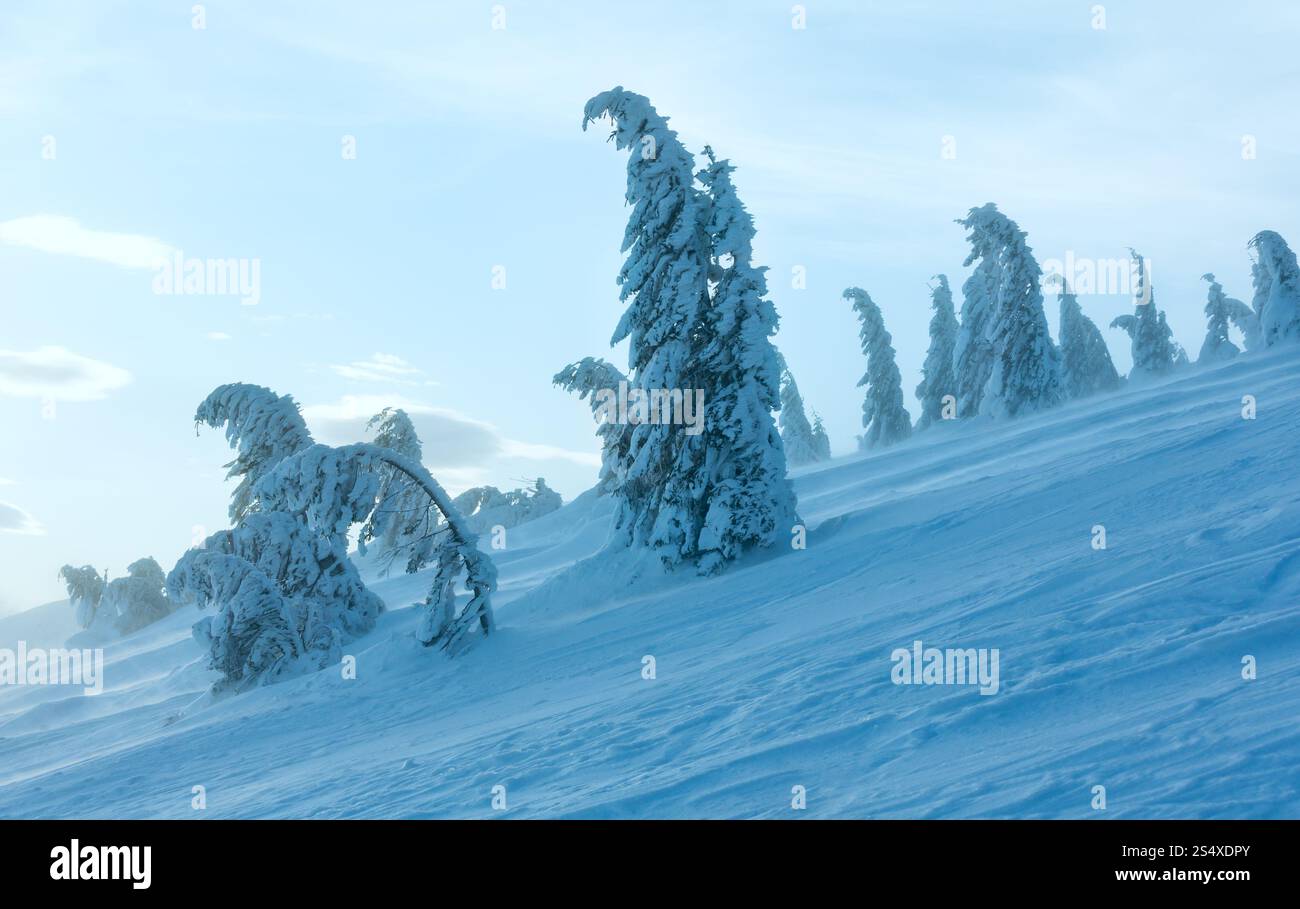 Icy snowy fir trees on winter morning hill in cloudy weather Stock ...