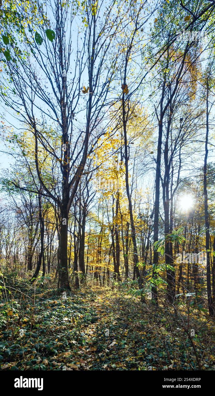 Morning sun through forest hi-res stock photography and images - Alamy