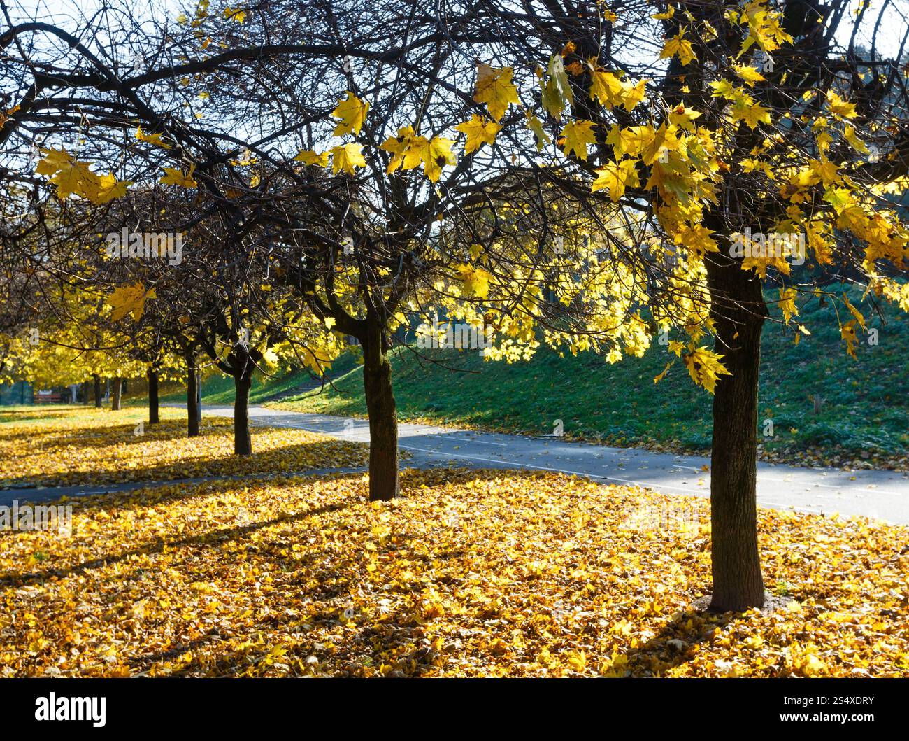 Autumn city park with paths and golden carpet of maple leaves Stock ...