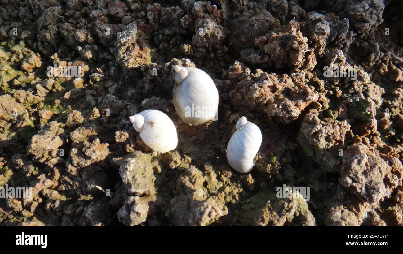 Big-eared Radix (Radix auricularia Stock Photo - Alamy