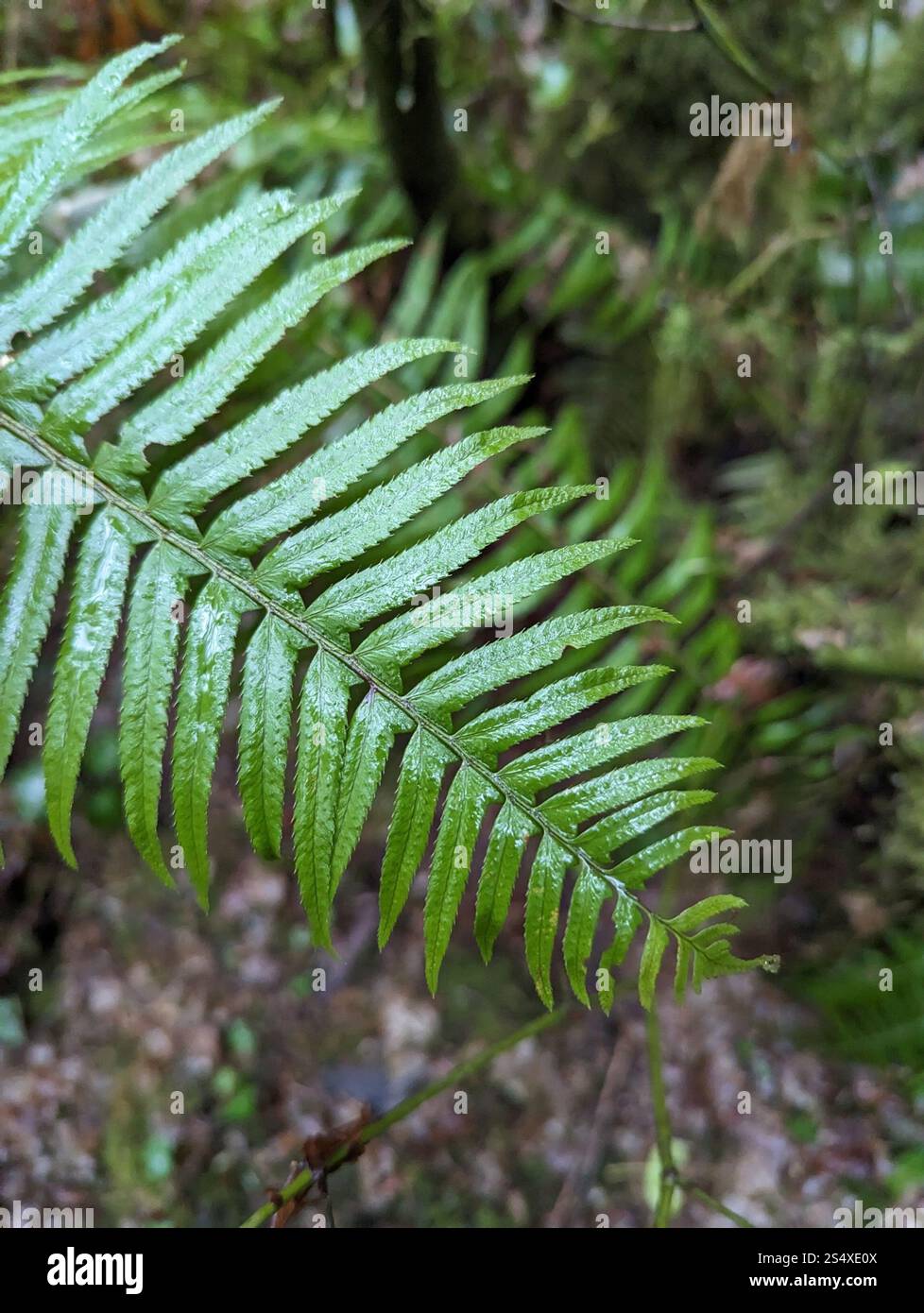 western sword fern (Polystichum munitum Stock Photo - Alamy