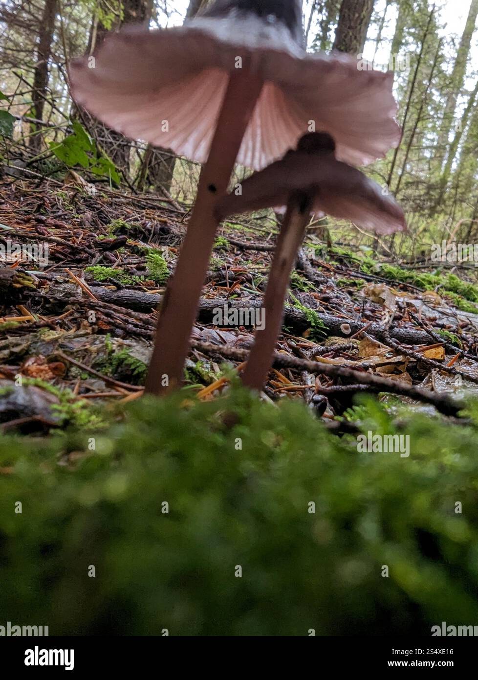 purple-edge bonnet (Mycena purpureofusca Stock Photo - Alamy