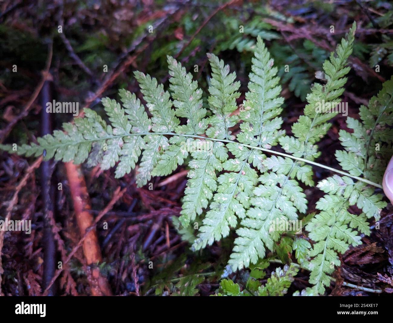 spreading wood fern (Dryopteris expansa Stock Photo - Alamy