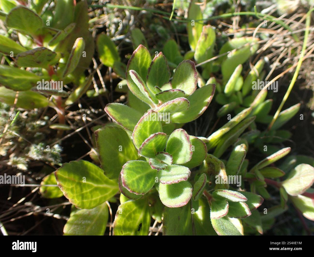Vicks Plant (Coleus hadiensis Stock Photo - Alamy