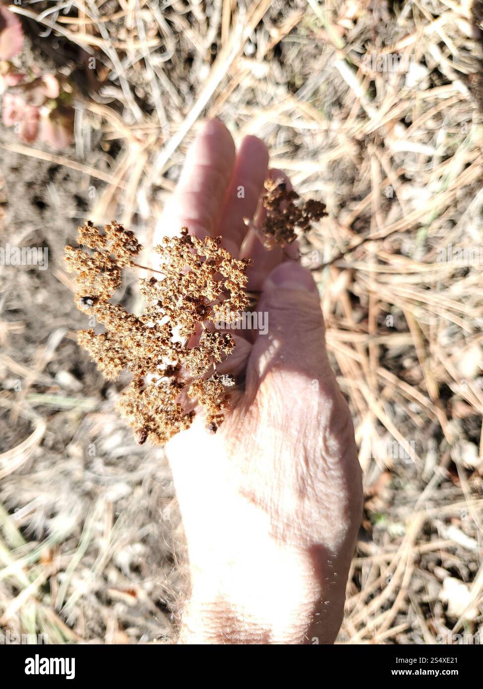 Northern Yarrow (Achillea millefolium borealis Stock Photo - Alamy
