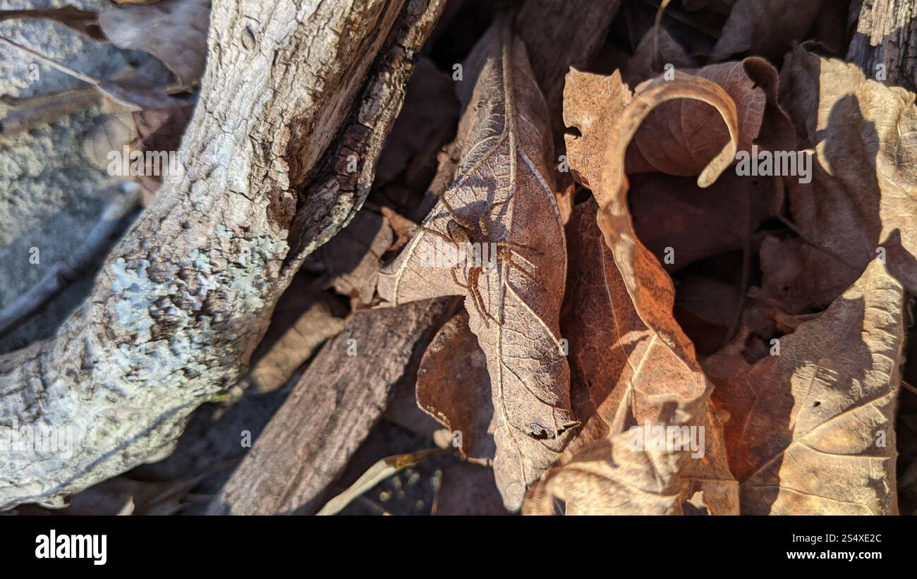 Thin-legged Wolf Spiders (Pardosa Stock Photo - Alamy