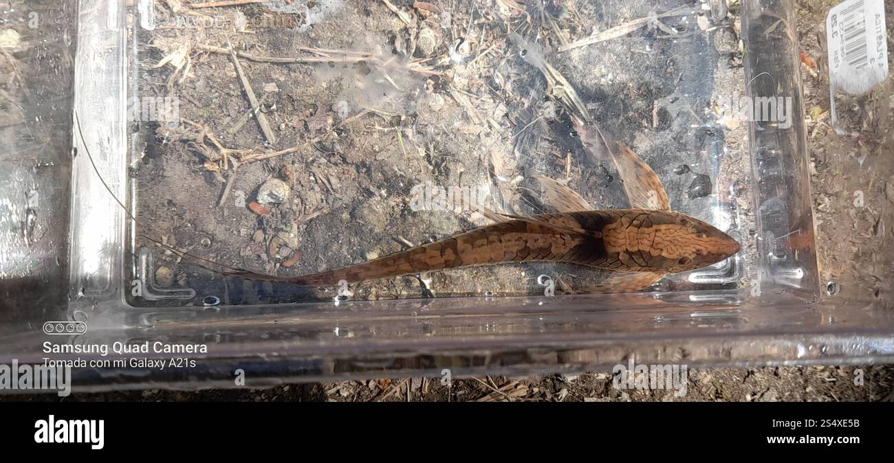 Royal Farlowella Catfish (Sturisomatichthys panamensis Stock Photo - Alamy