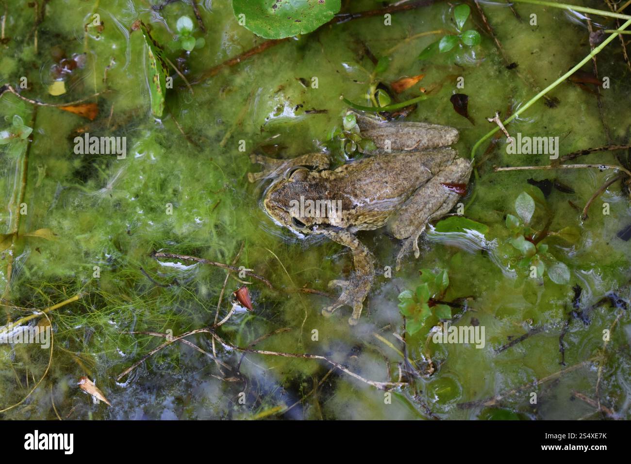 Hispaniolan Common Tree Frog (Osteopilus dominicensis Stock Photo - Alamy