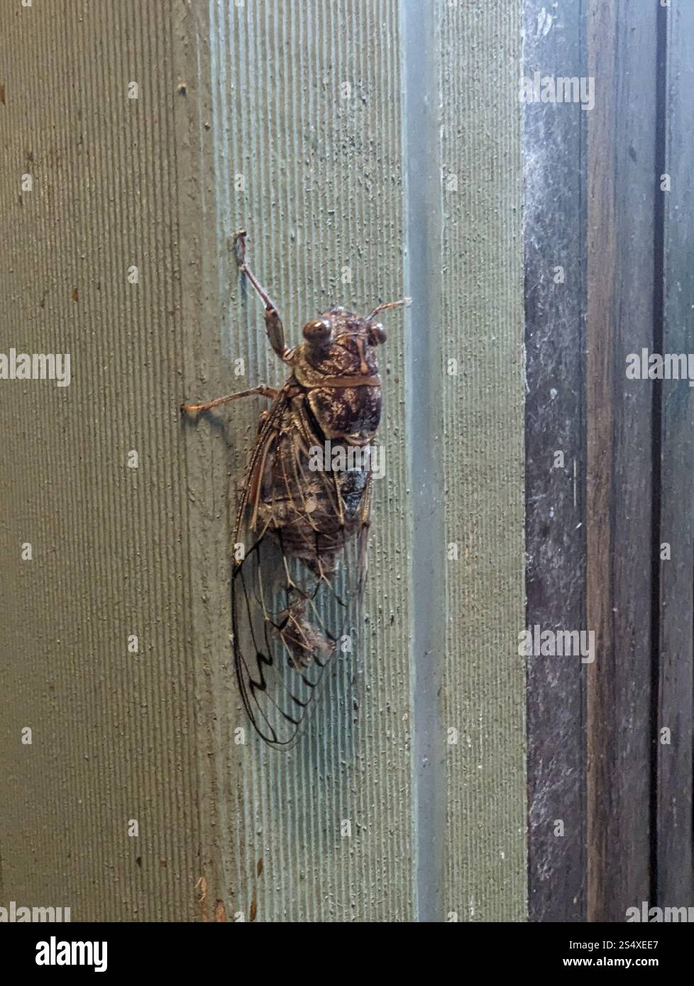 Razor Grinder (Henicopsaltria eydouxii Stock Photo - Alamy