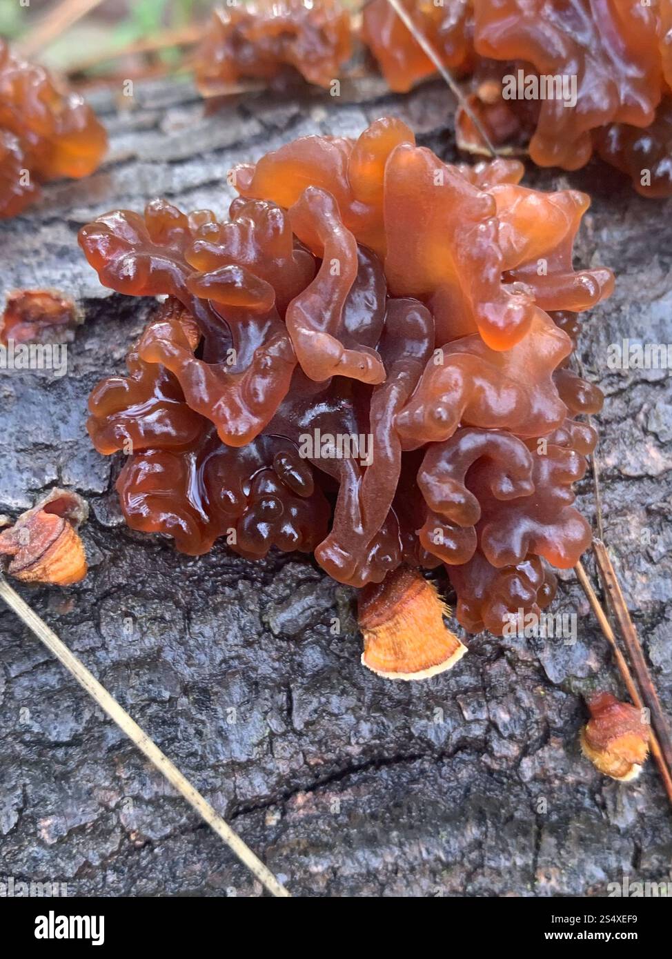 Leafy Brain (Phaeotremella foliacea Stock Photo - Alamy