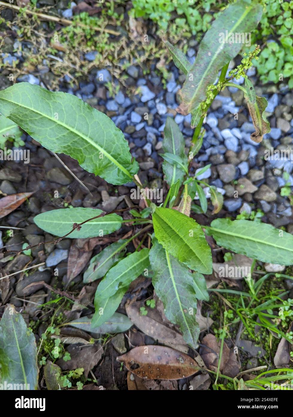 Japanese Dock (Rumex japonicus Stock Photo - Alamy