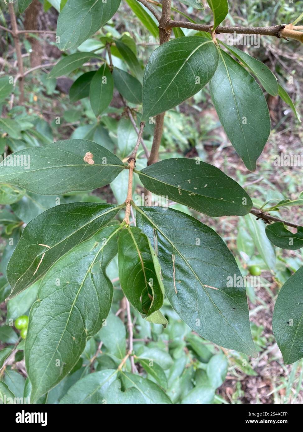 wild-medlar (Vangueria infausta Stock Photo - Alamy