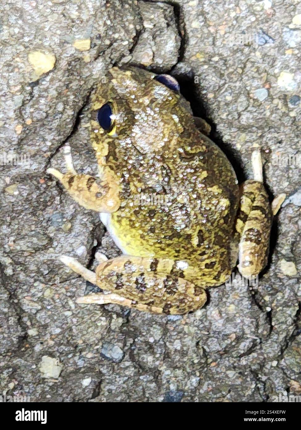 Ornate Burrowing Frog (Platyplectrum ornatum Stock Photo - Alamy
