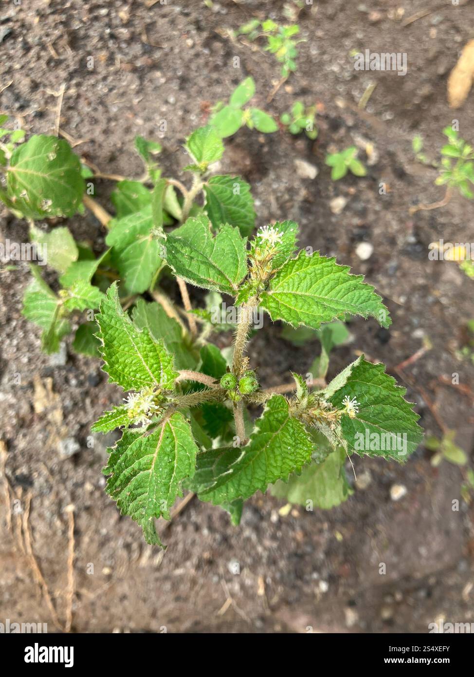 Hairy Croton (Croton hirtus Stock Photo - Alamy