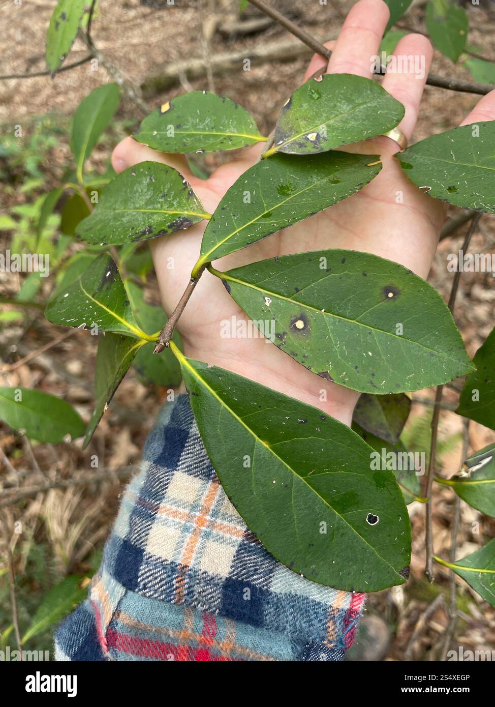 Sweetleaf (Symplocos tinctoria Stock Photo - Alamy