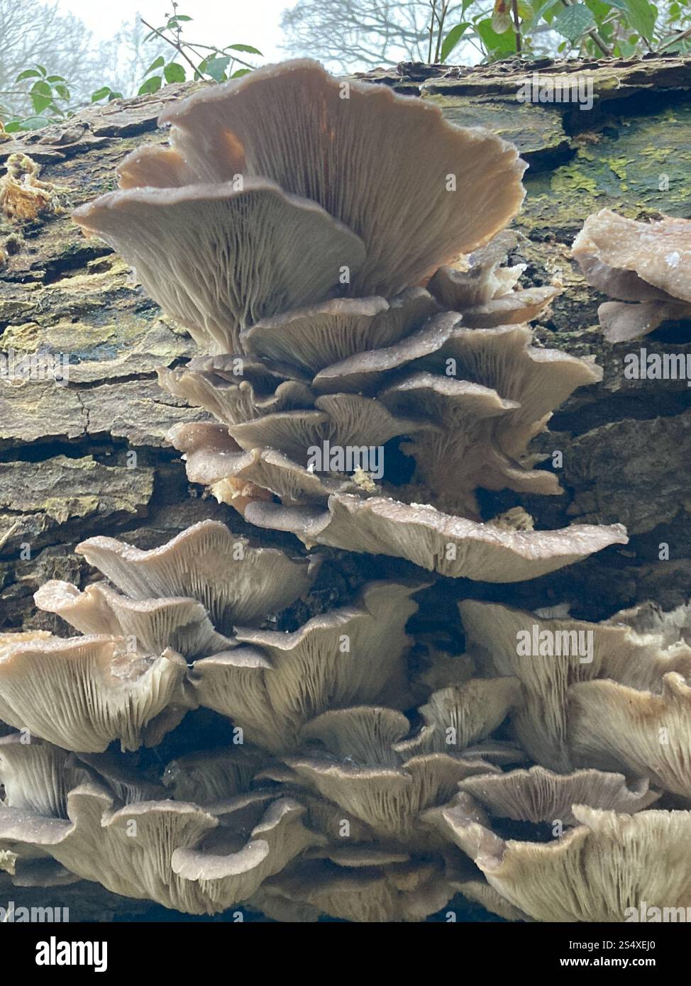 Oyster Mushroom (Pleurotus ostreatus Stock Photo - Alamy