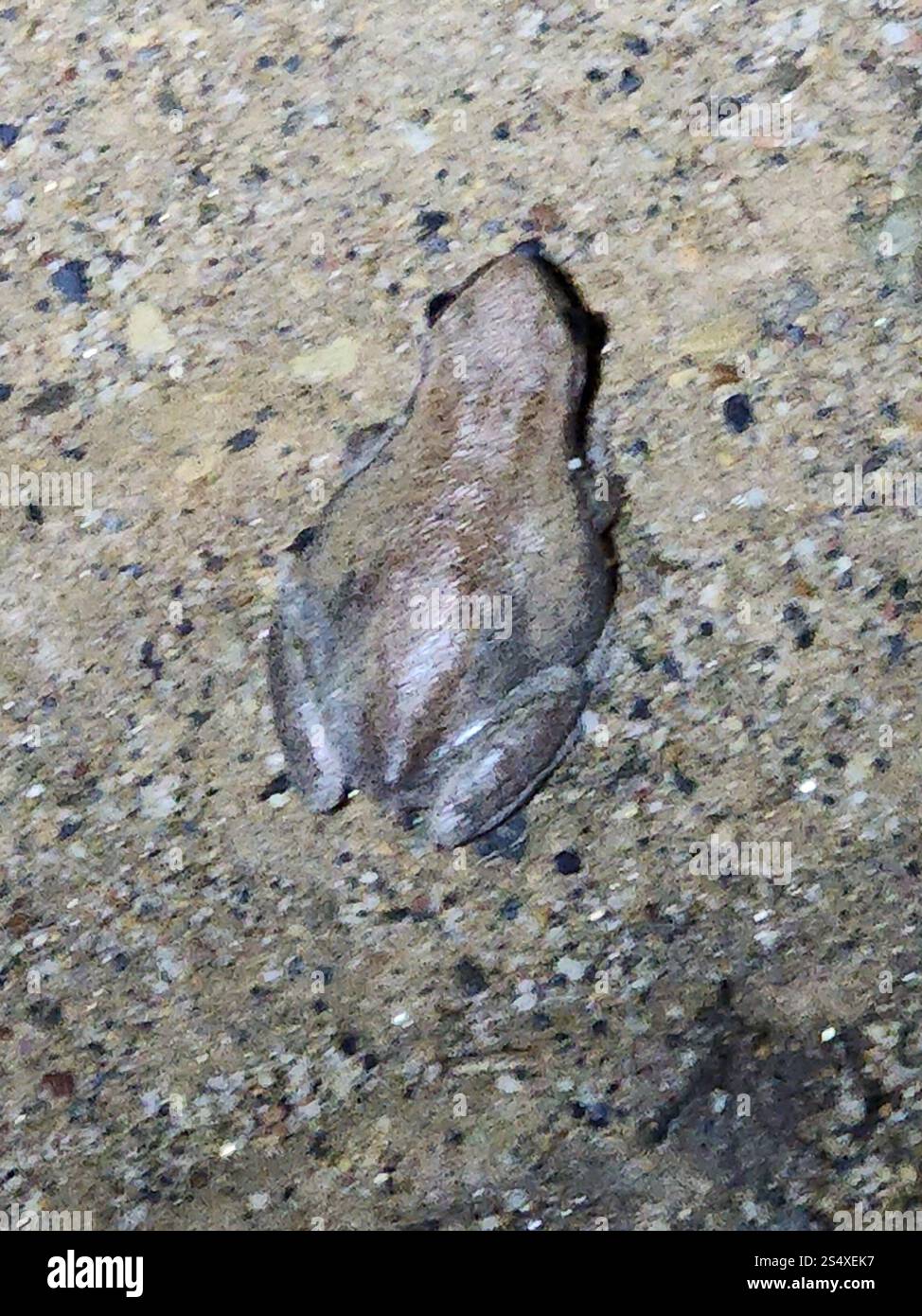 Desert Tree Frog (Litoria rubella Stock Photo - Alamy