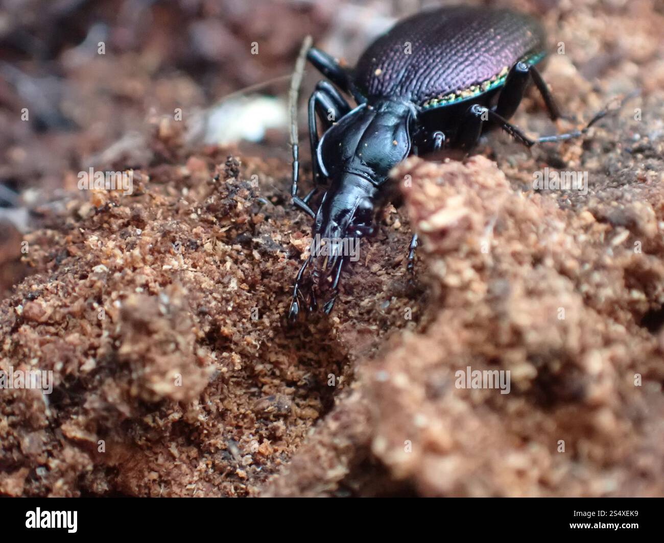 Margined Snail-eating Beetle (Scaphinotus marginatus Stock Photo - Alamy