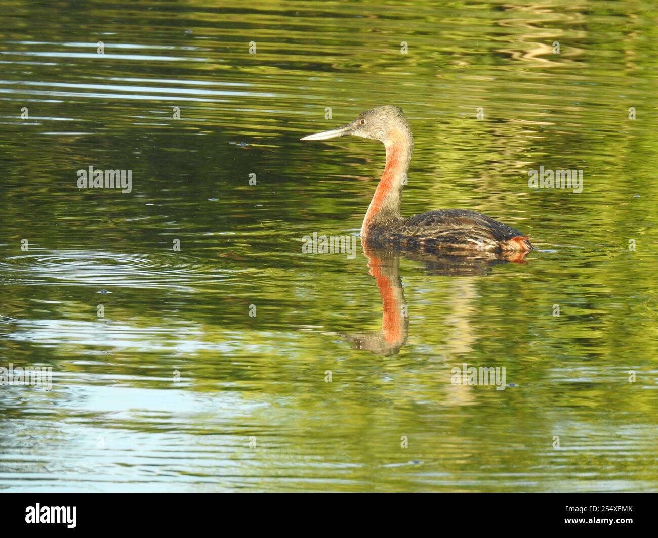 Great Grebe (Podiceps major Stock Photo - Alamy