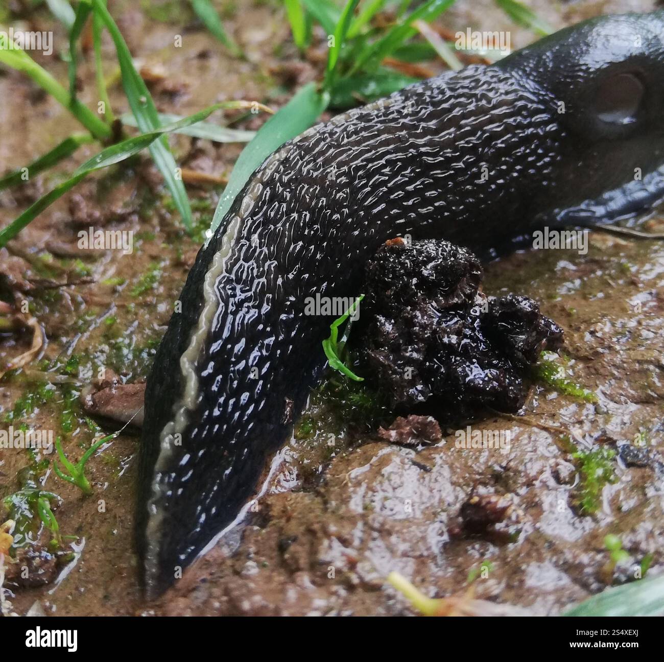 Ash-black Slug (Limax cinereoniger Stock Photo - Alamy