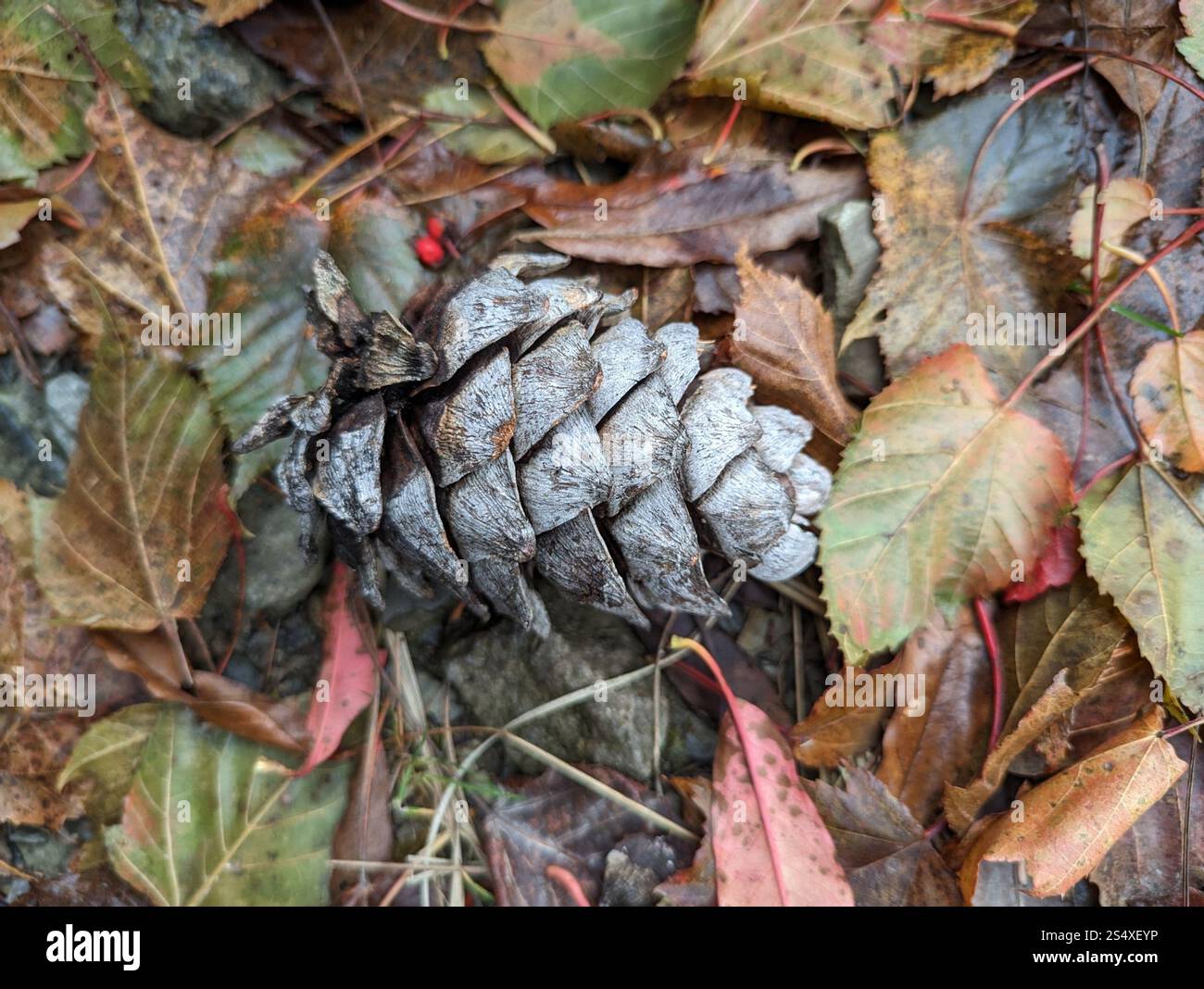 Taiwanese white pine (Pinus armandi mastersiana Stock Photo - Alamy