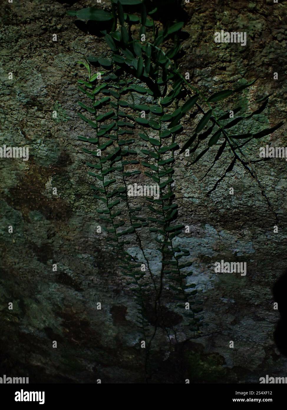 candle vine (Pothos longipes Stock Photo - Alamy