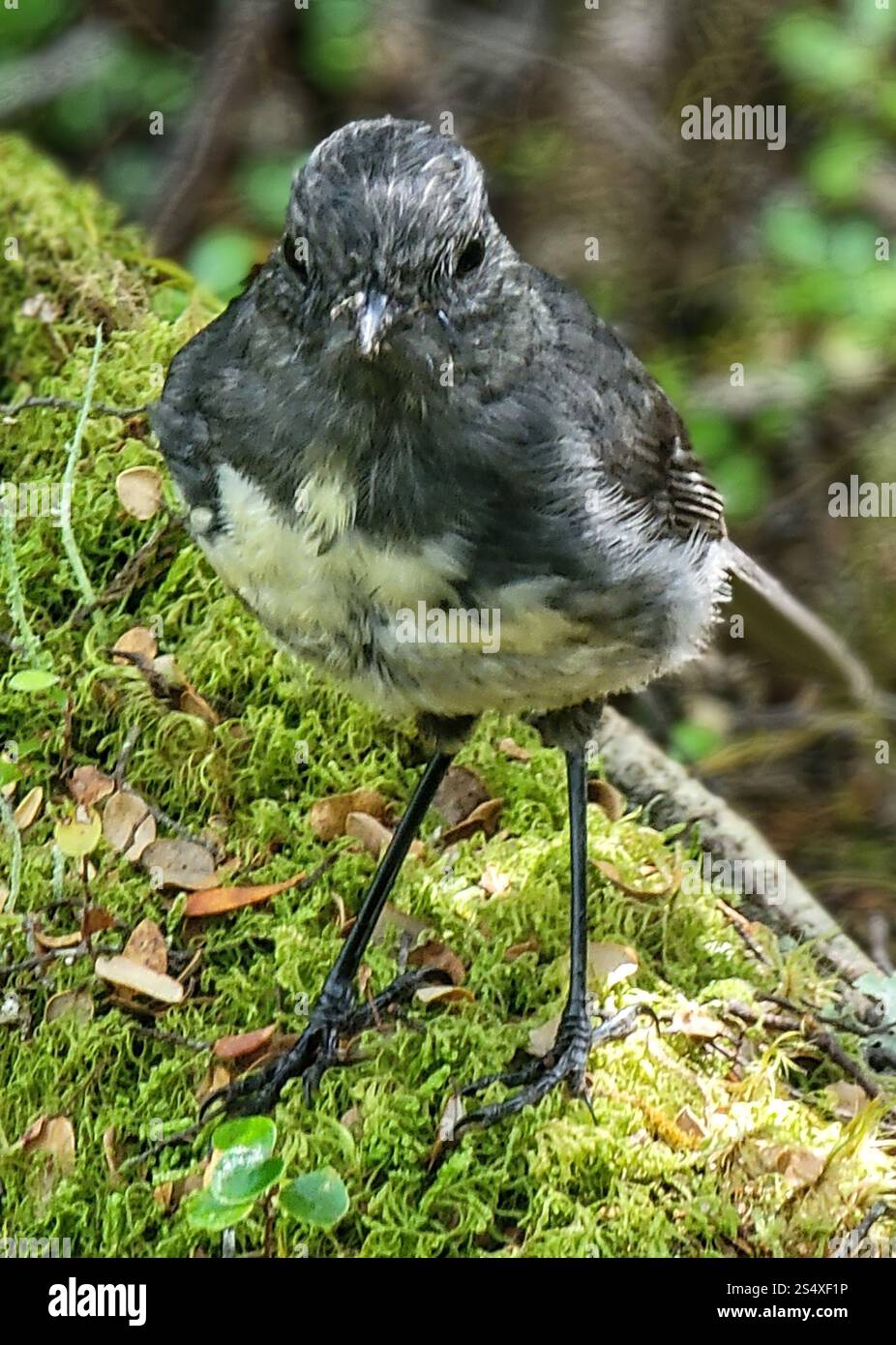 Mainland South Island Robin (Petroica australis australis Stock Photo ...