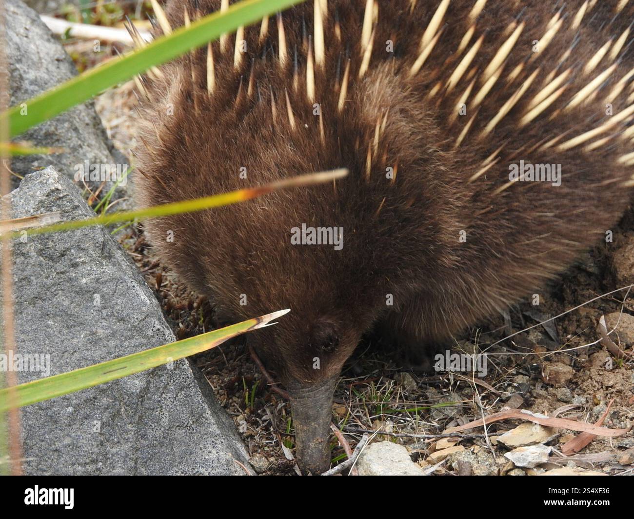 Tasmanian Echidna (Tachyglossus aculeatus setosus Stock Photo - Alamy