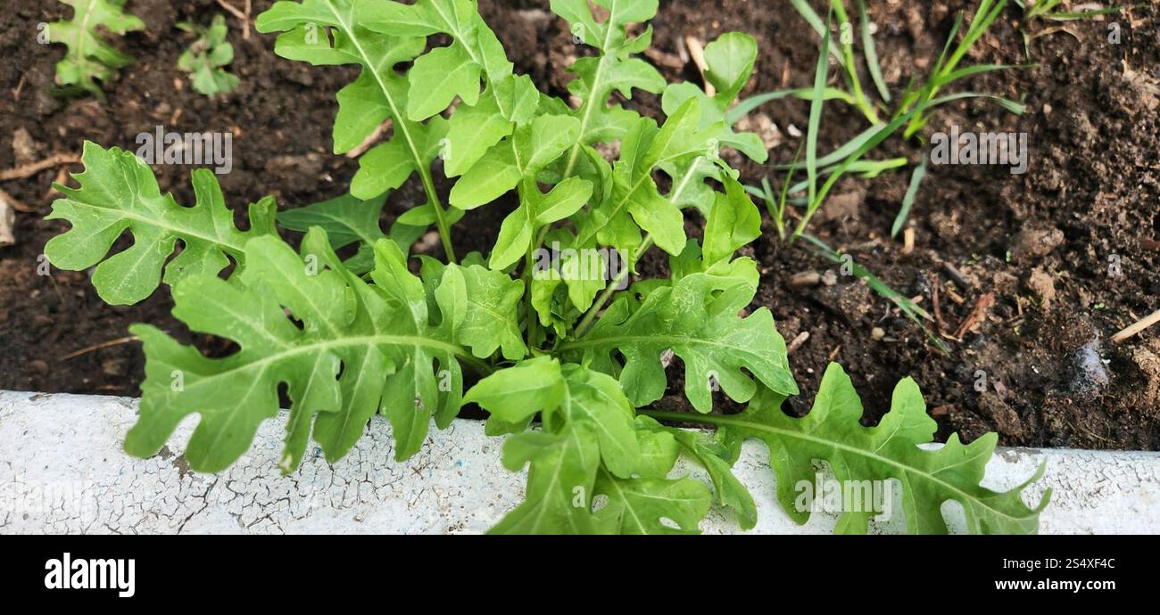 London rocket (Sisymbrium irio Stock Photo - Alamy