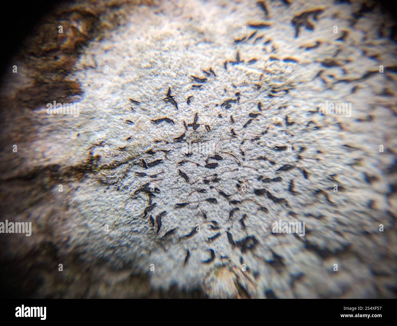 Common Script Lichen (Graphis scripta Stock Photo - Alamy
