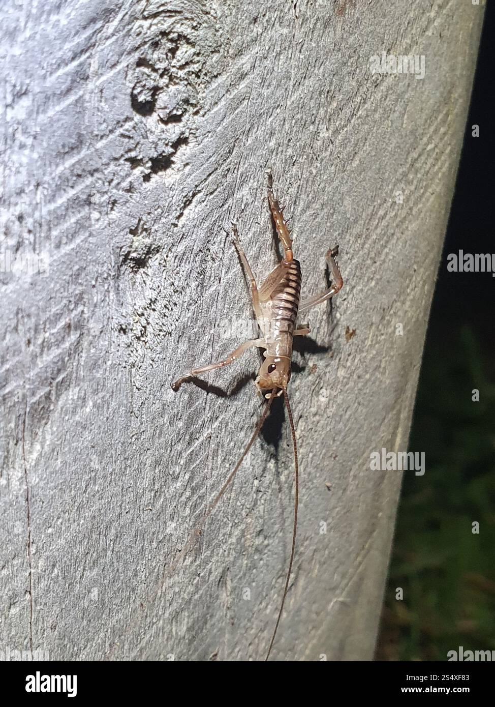 Wellington Tree Wētā (Hemideina crassidens Stock Photo - Alamy